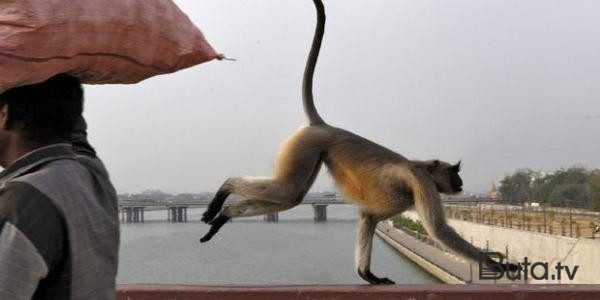 Bu şəhərdə meymunların müharibəsi gedir - Video BUTA.TV